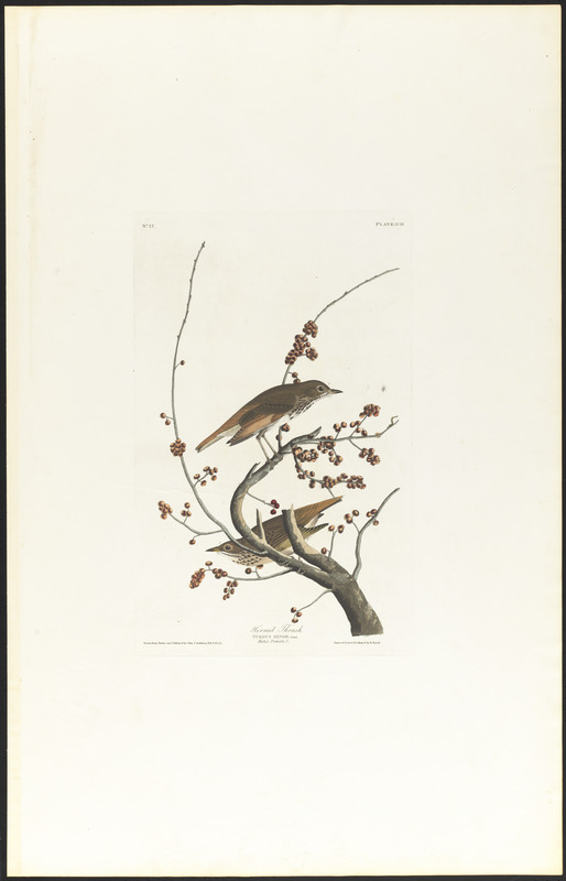 Hermit thrush : Turdus minor, Gmel. Male, 1. Female, 2. c.1 v.1 plate ...