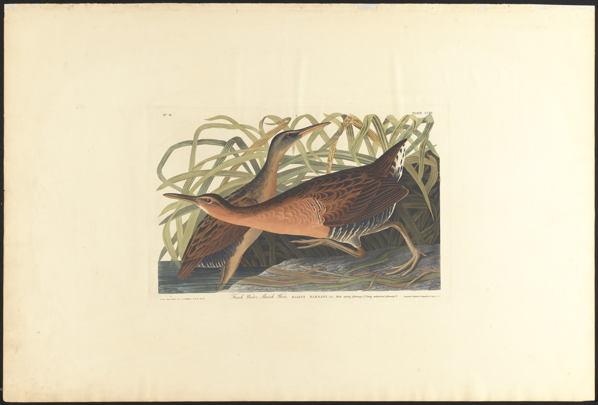 Fresh water marsh hen - Digital Commonwealth