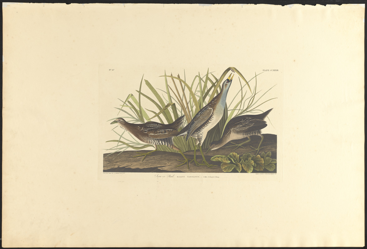Sora or rail : Rallus carolinus, L. 1. Male. 2. Female. 3. Young. c.1 v ...