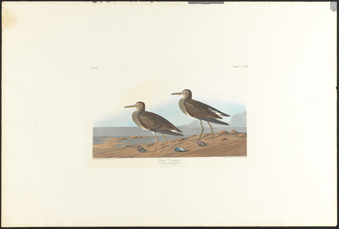 Pectoral sandpiper - Digital Commonwealth