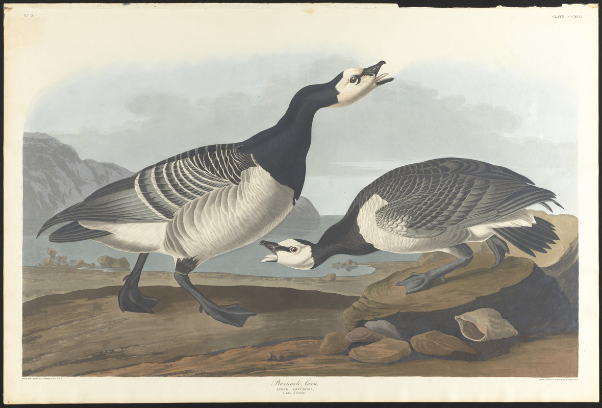 Barnacle goose : Anser leucopsis. 1. Male. 2. Female. c.1 v.3 plate 296 ...