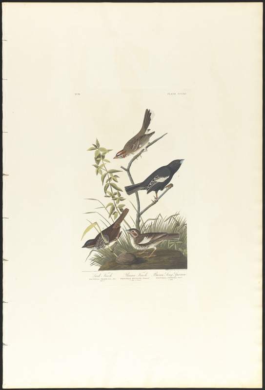 Lark finch. Prairie finch. Brown song sparrow : Fringilla grammaca, Say ...