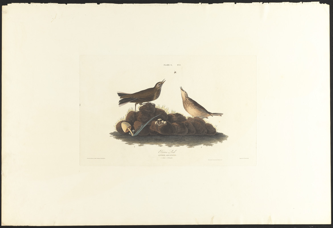 Brown lark - Digital Commonwealth