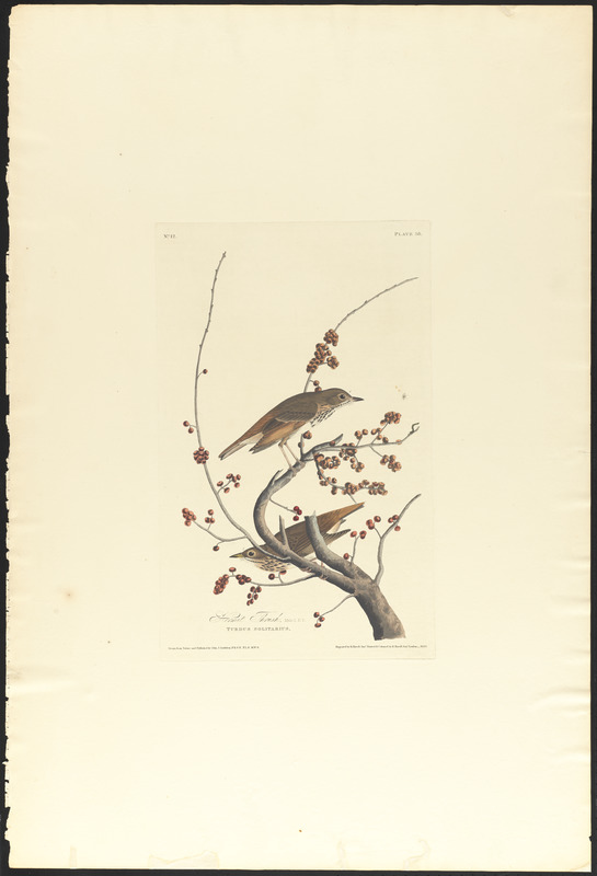 Hermit thrush - Digital Commonwealth