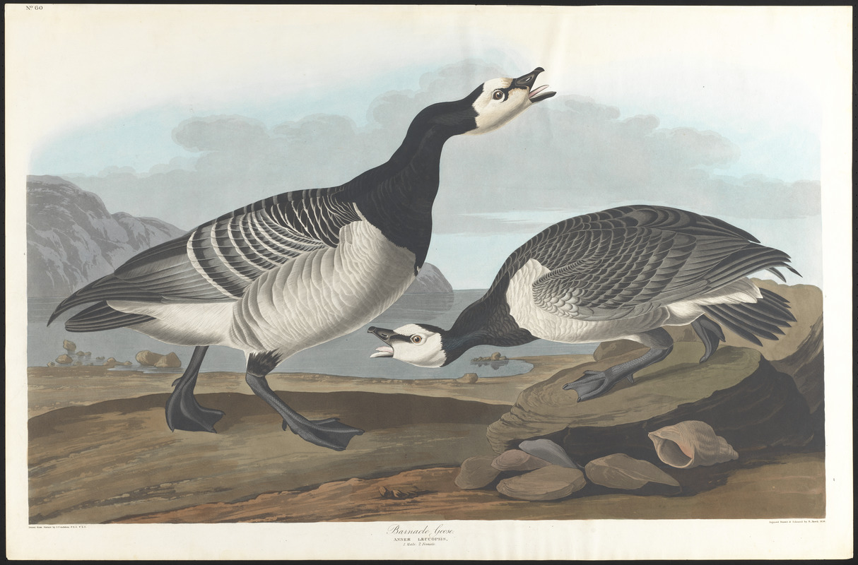 Barnacle goose - Digital Commonwealth