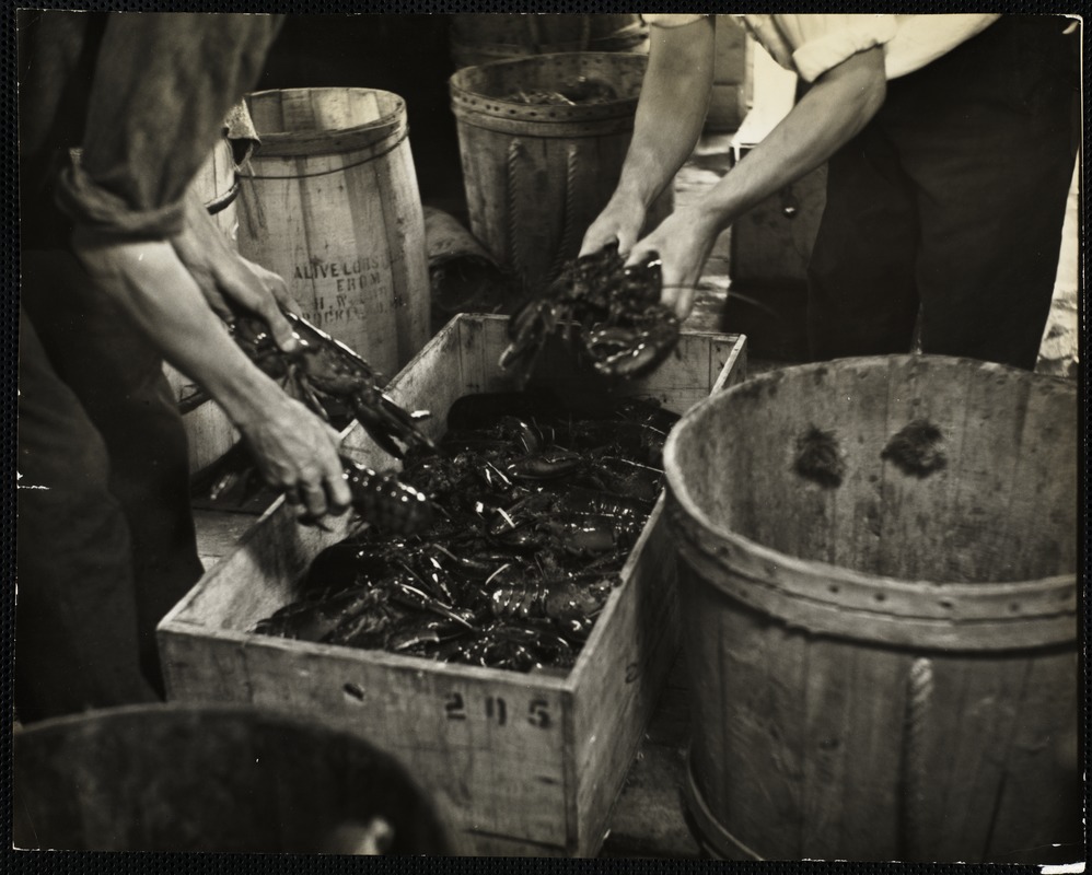 Packing Maine lobster - Digital Commonwealth