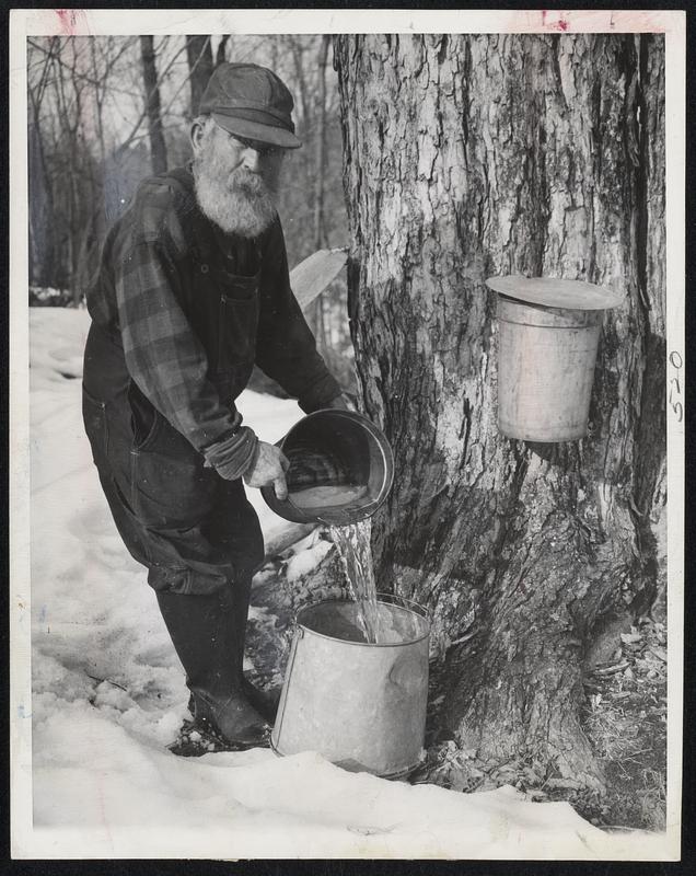 Never Too Old for The Sugarin' Season-Arthur Wade, 75, pours sap from a ...