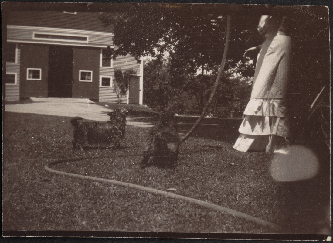 Ashdale Farm. Gertrude Stevens Kunhardt with dogs. - Digital Commonwealth