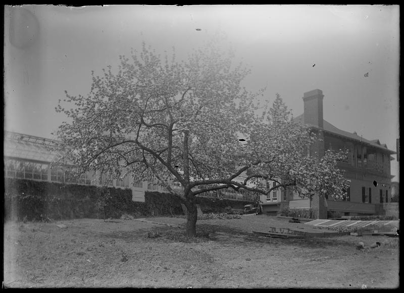 Apple tree - Digital Commonwealth