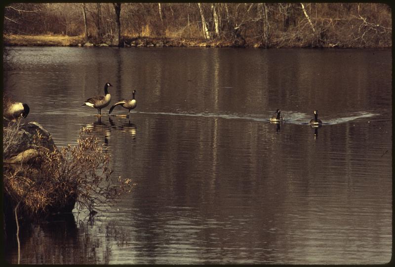 Birds at Stony Brook - Digital Commonwealth