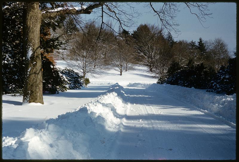 View down tree lined and snow-covered road, Arnold Arboretum - Digital ...