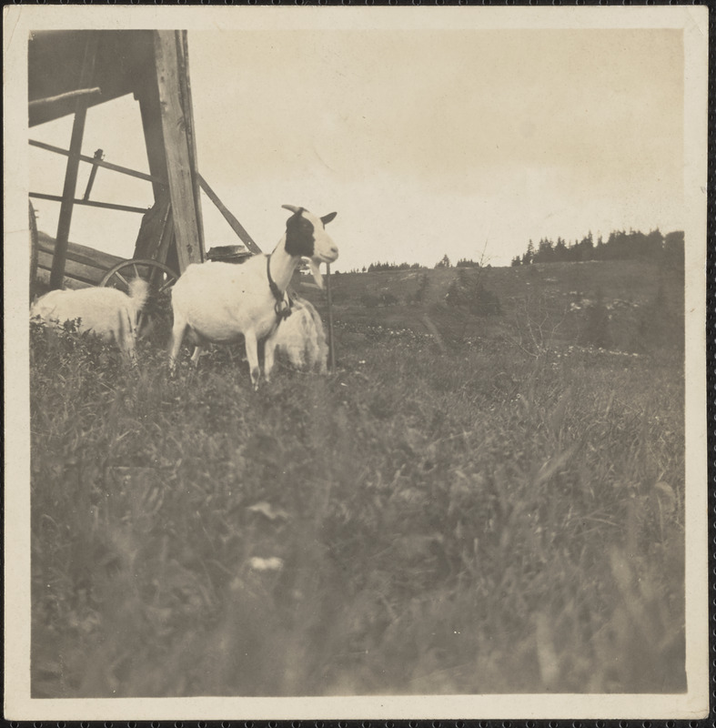 Goats - Digital Commonwealth