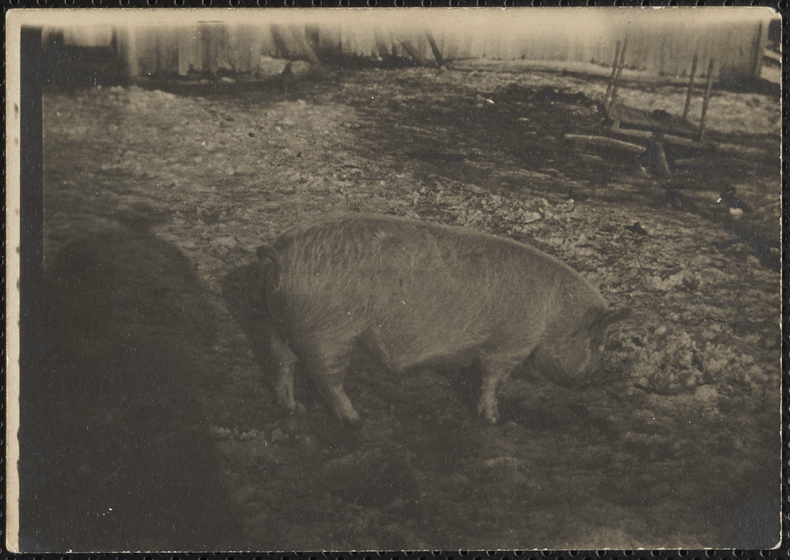 Pig - Digital Commonwealth