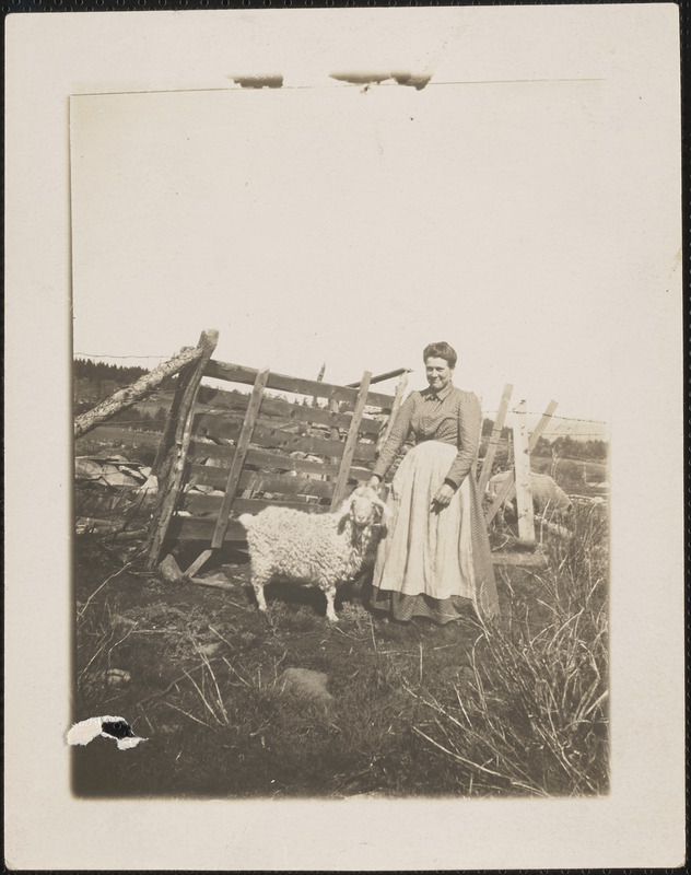 Annie Middlebrook and a Very Special Sheep - Digital Commonwealth