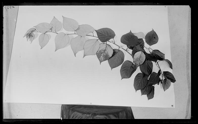 Actinidia polygama - Digital Commonwealth