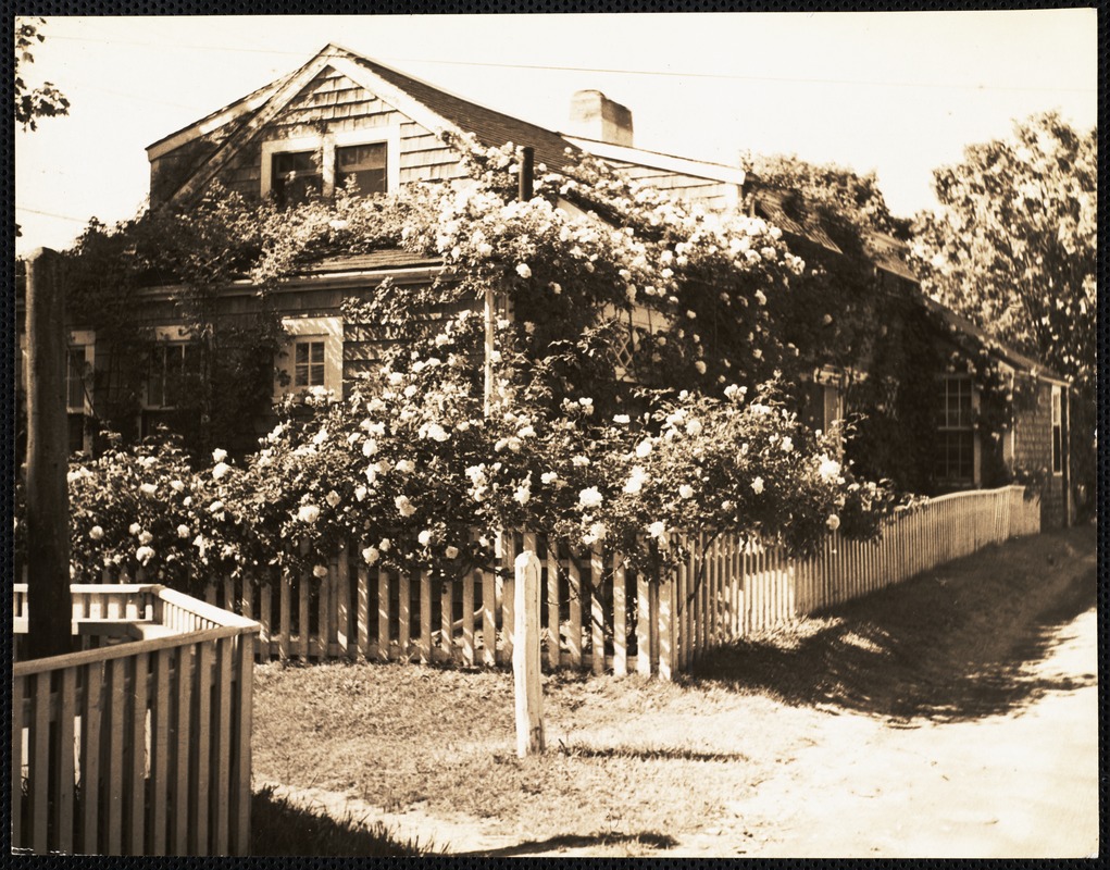 Rose covered cottage Siasconset, Nantucket Island - Digital Commonwealth