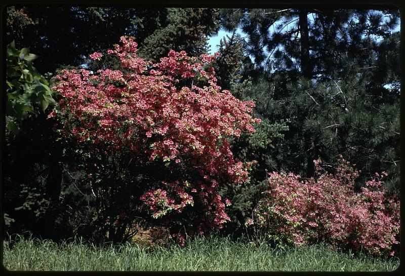 Flowering bushes - Digital Commonwealth