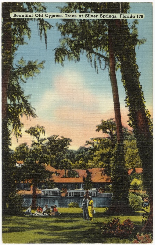Beautiful old cypress tree at Silver Springs, Florida - Digital ...