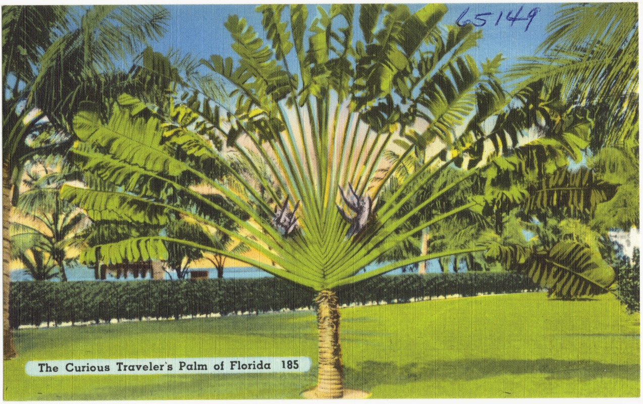 The curious traveler's palm of Florida - Digital Commonwealth
