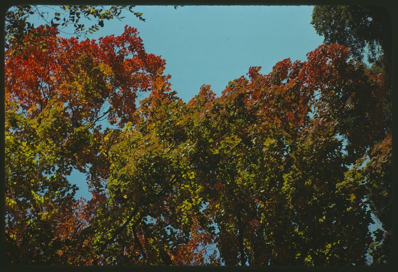 Trees showing fall foliage - Digital Commonwealth