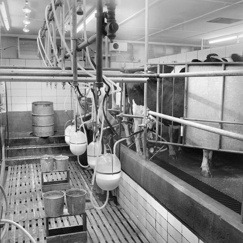 White's Farm Dairy, 211 Middle Road, Acushnet, MA - Digital Commonwealth