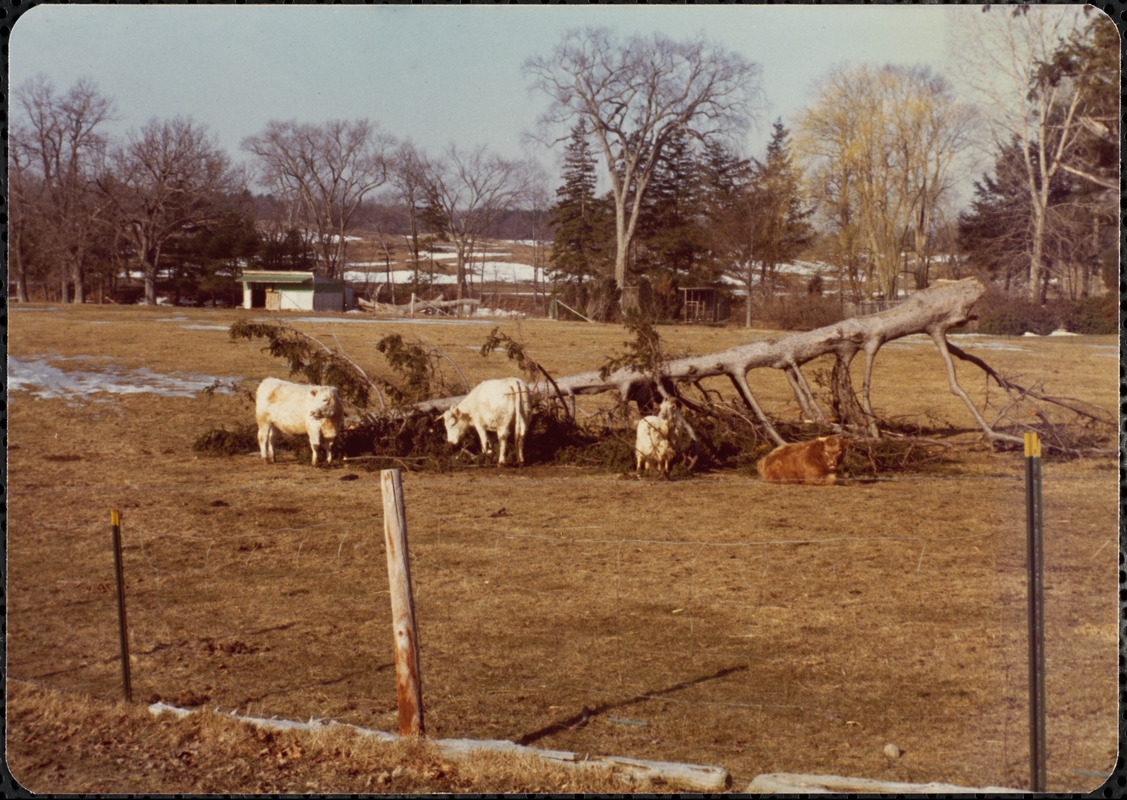 Winter, early March 1977, Appleton Farms - Digital Commonwealth