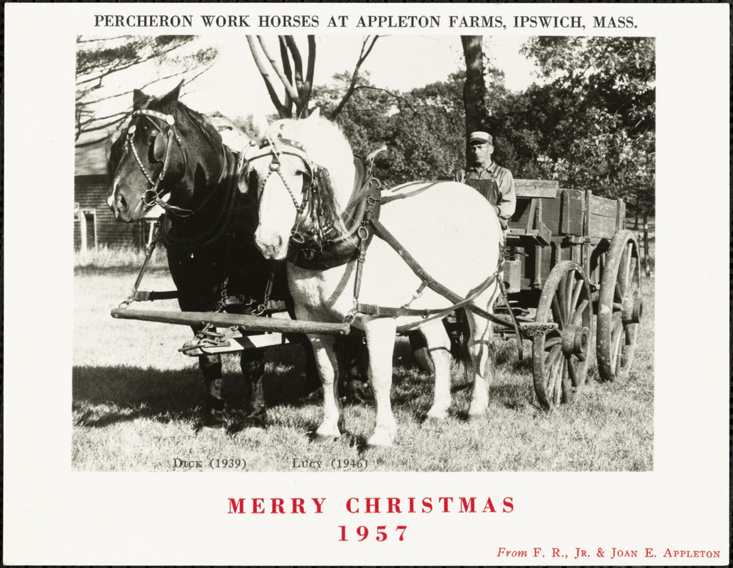 Percheron work horses at Appleton Farms, Ipswich, Mass. Merry Christmas ...
