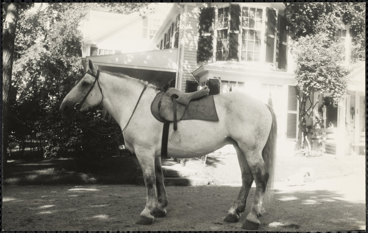 A large, light-colored horse, possibly a Percheron, wearing an English ...