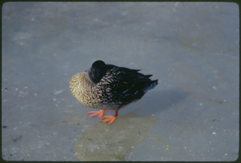 Sandwich, Mass. Birds winter in pollution-free millpond in Sandwich ...
