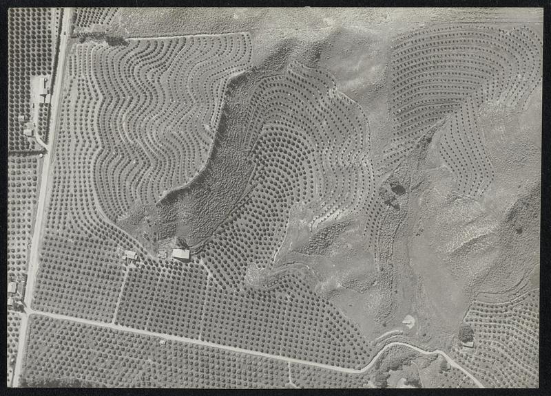 Orchards planted on the contour plan to protect the earth from erosion ...