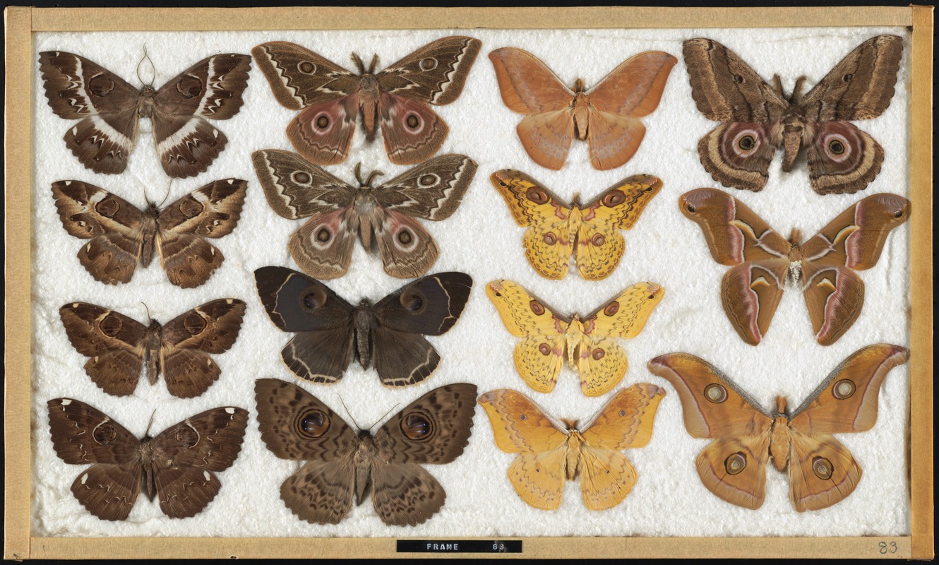 Frame 83 - Digital Commonwealth