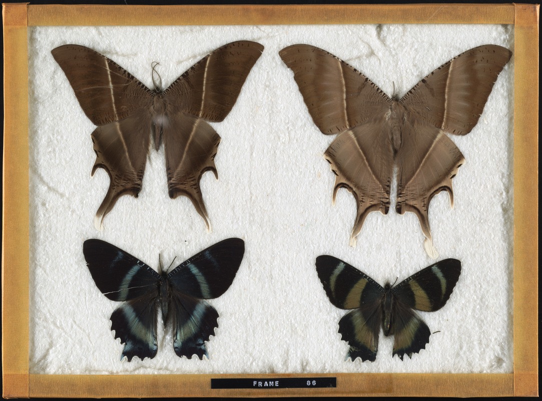 Frame 86 - Digital Commonwealth