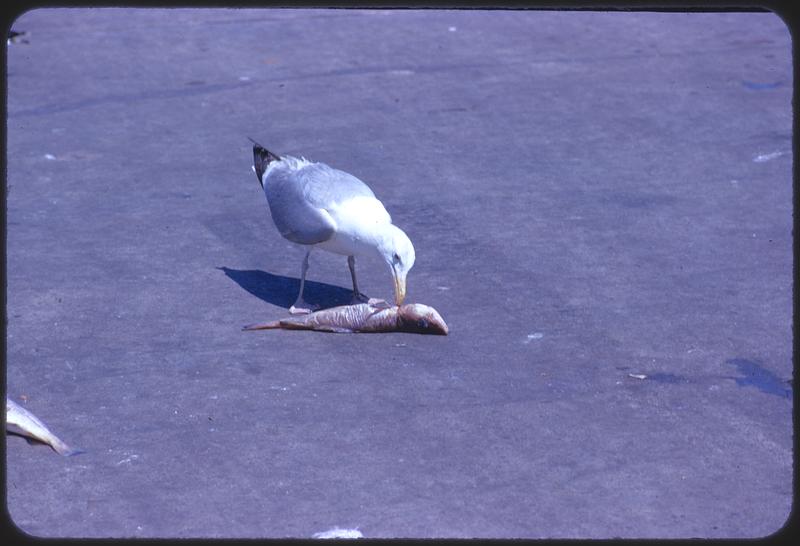 Gull eating a fish - Digital Commonwealth