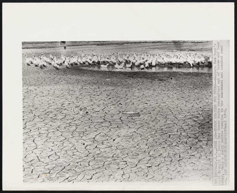 Tough Weather for Ducks--Western New York's worst drought in years has ...
