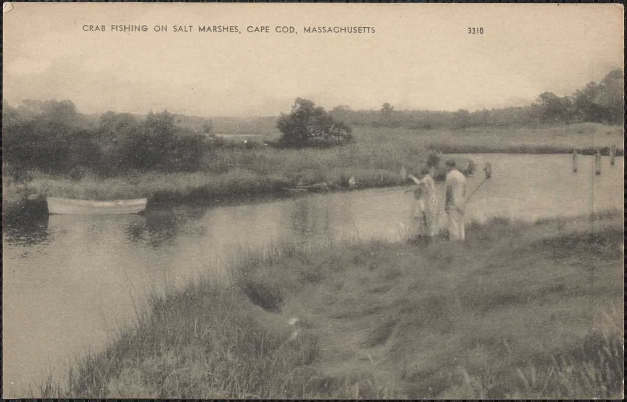 Crab fishing on salt marshes, Cape Cod, Mass. - Digital Commonwealth