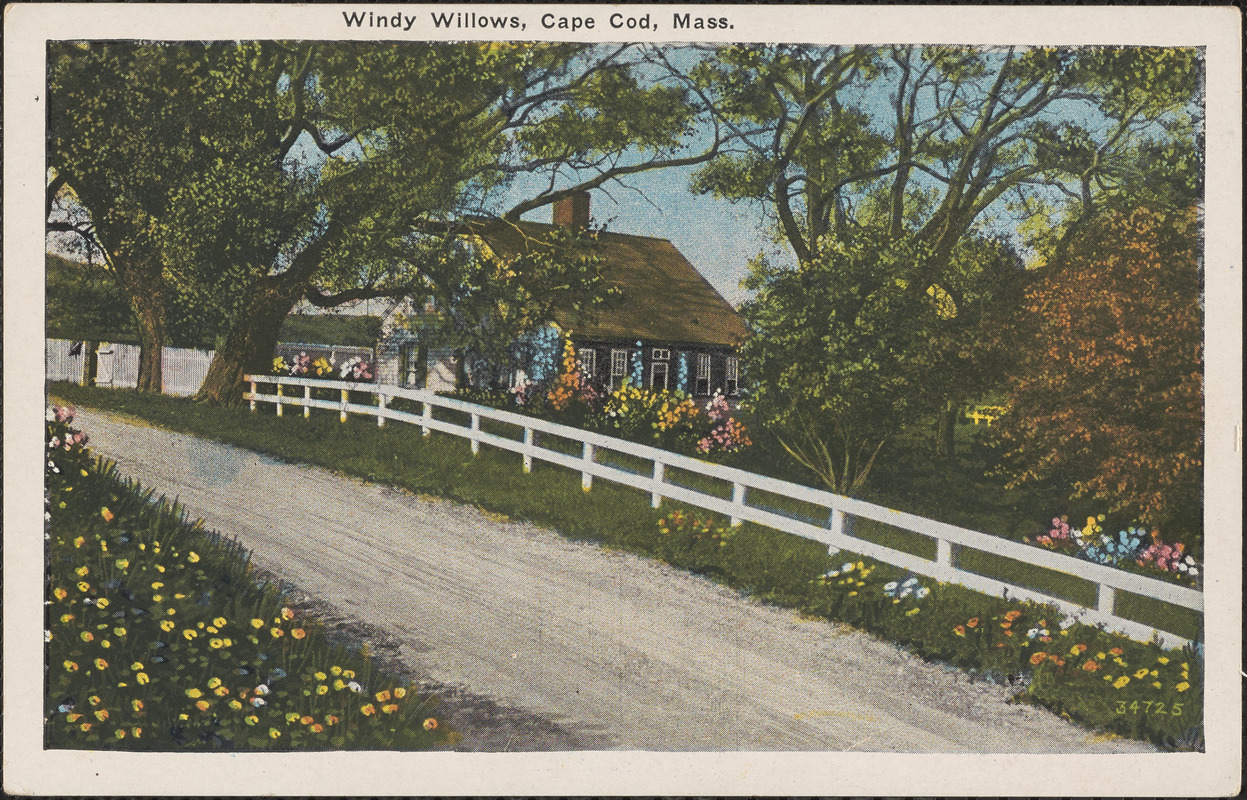 Windy willows, Cape Cod - Digital Commonwealth