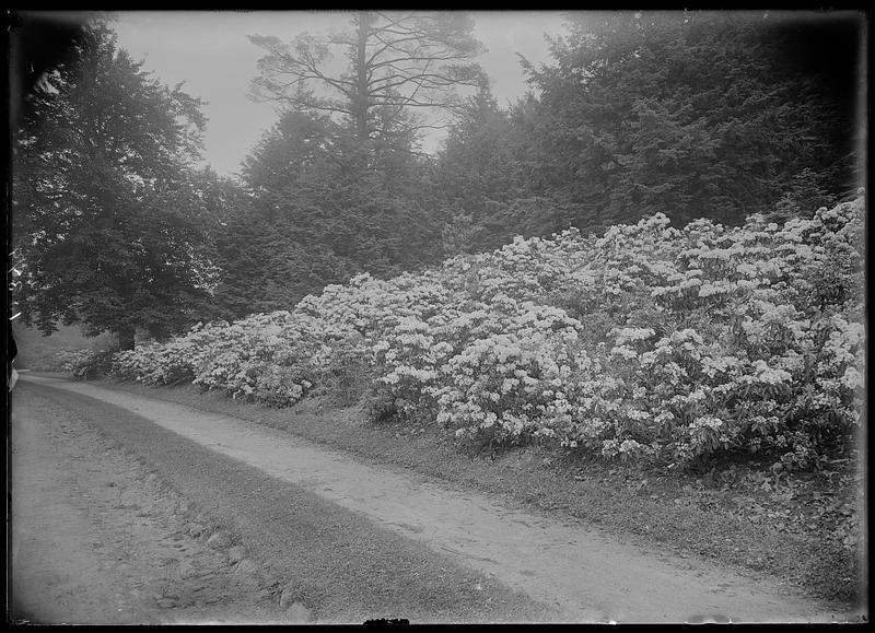 Kalmia latifolia planting - Digital Commonwealth