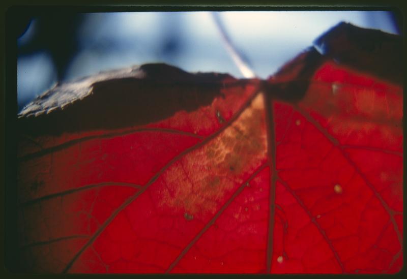 Closeup of a red leaf - Digital Commonwealth