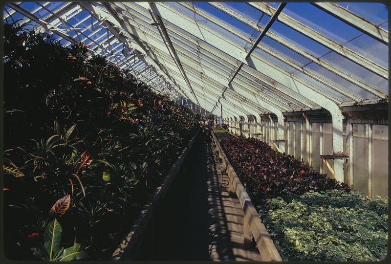 City of Boston Greenhouses at Franklin Park - Digital Commonwealth