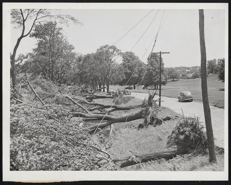 Victims of Storm's Fury Saturday night were these trees bordering ...