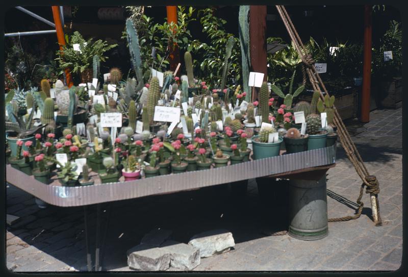 Cacti for sale outdoors - Digital Commonwealth