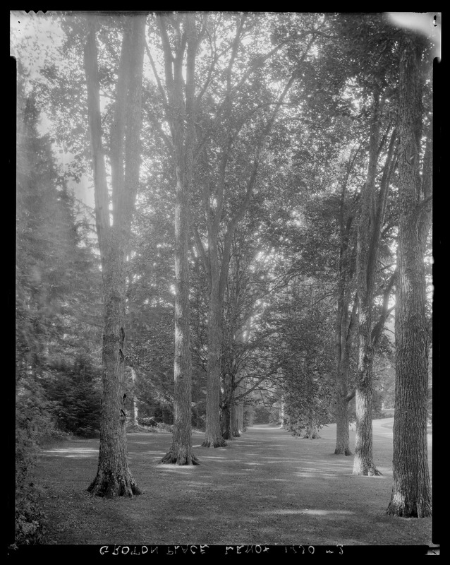 Groton Place: trees in landscape - Digital Commonwealth