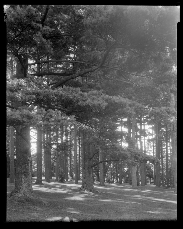 Groton Place: tree landscape - Digital Commonwealth