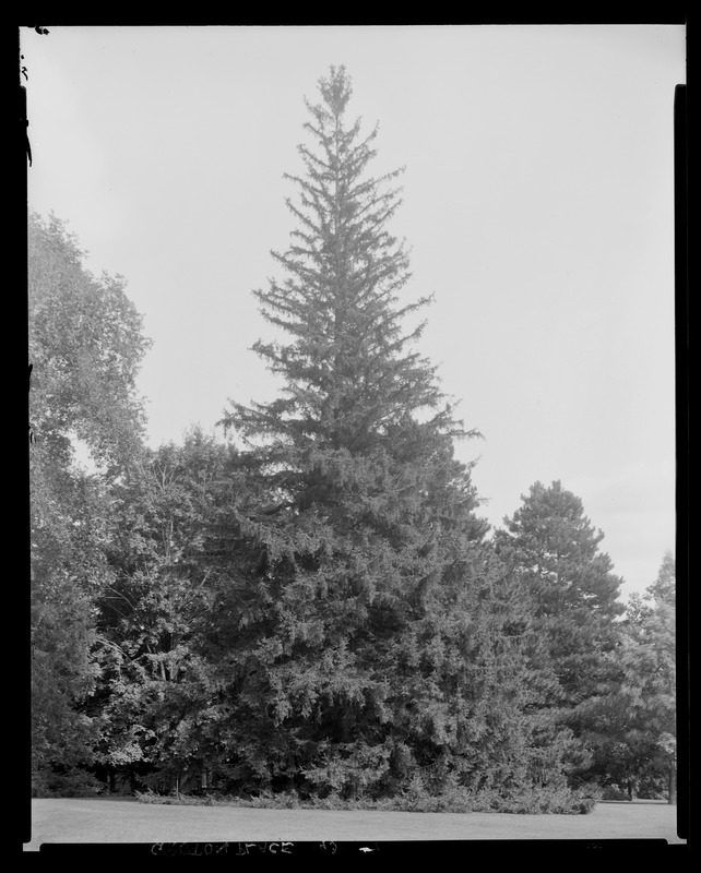 Groton Place: trees in landscape - Digital Commonwealth