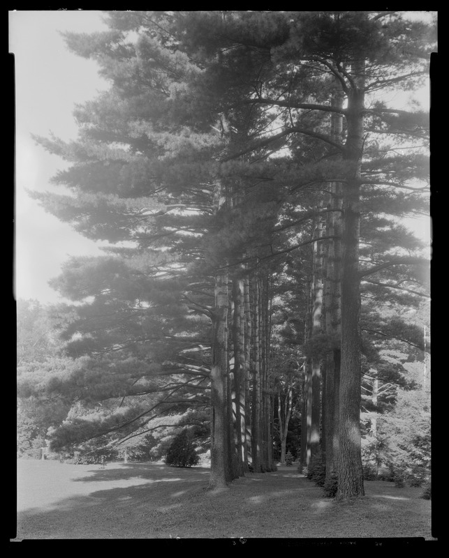 Groton Place: trees in landscape - Digital Commonwealth