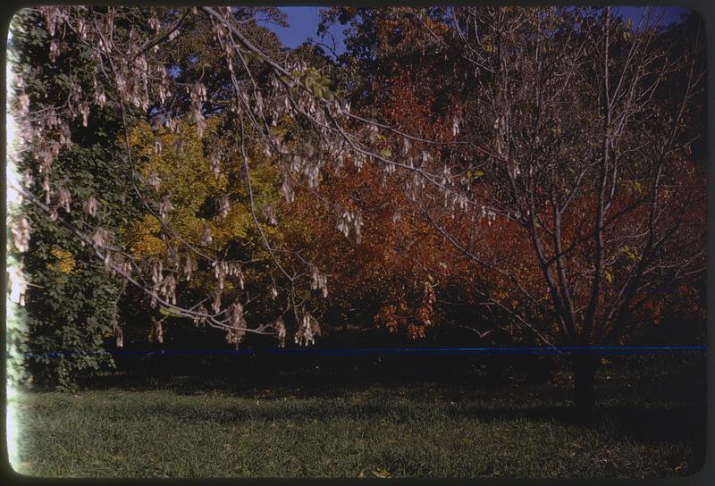 Trees showing fall foliage - Digital Commonwealth