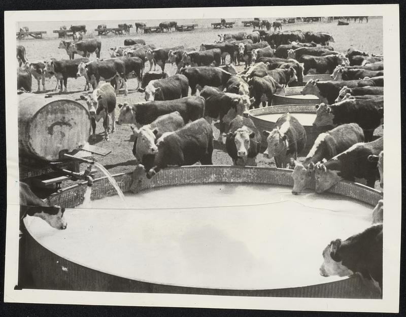 Mid-West Cattle Slake Thirst During Drought. Scene of the plains near ...