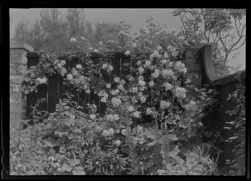 Rose silver moon - Digital Commonwealth