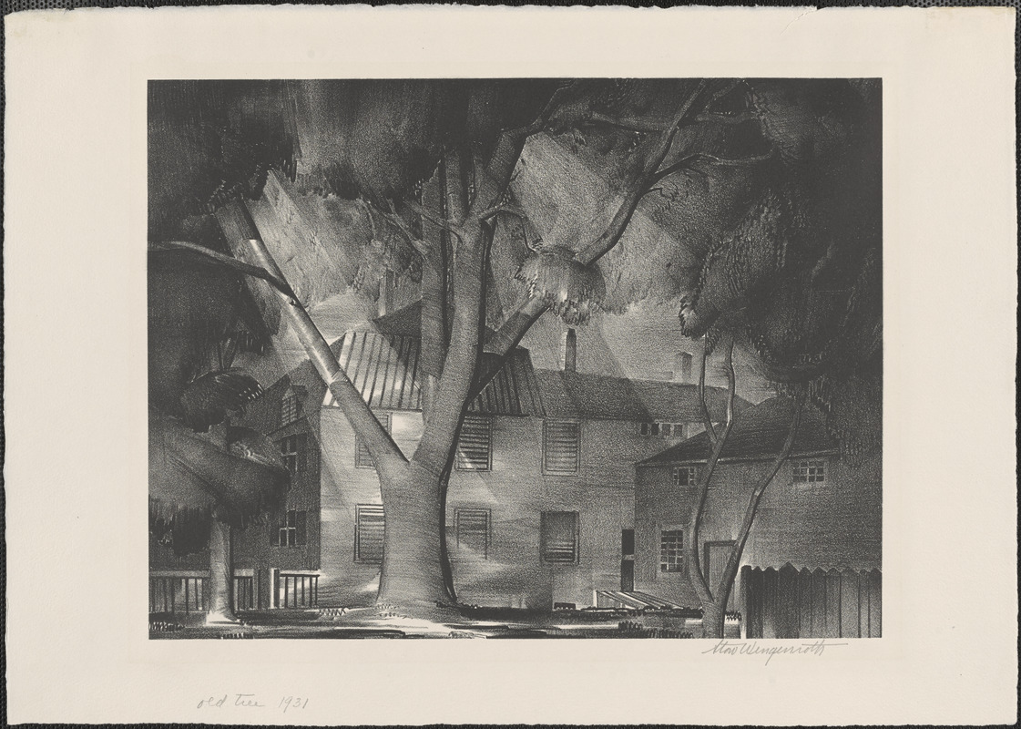 Old tree - Digital Commonwealth