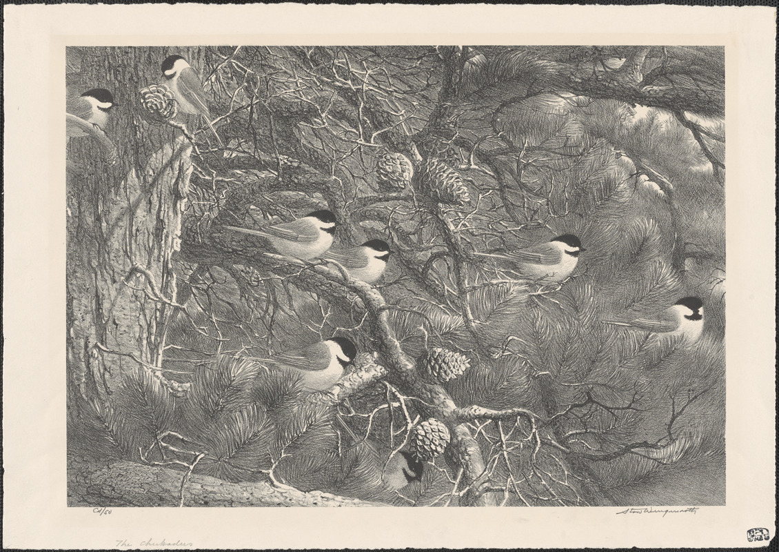 The chickadees - Digital Commonwealth